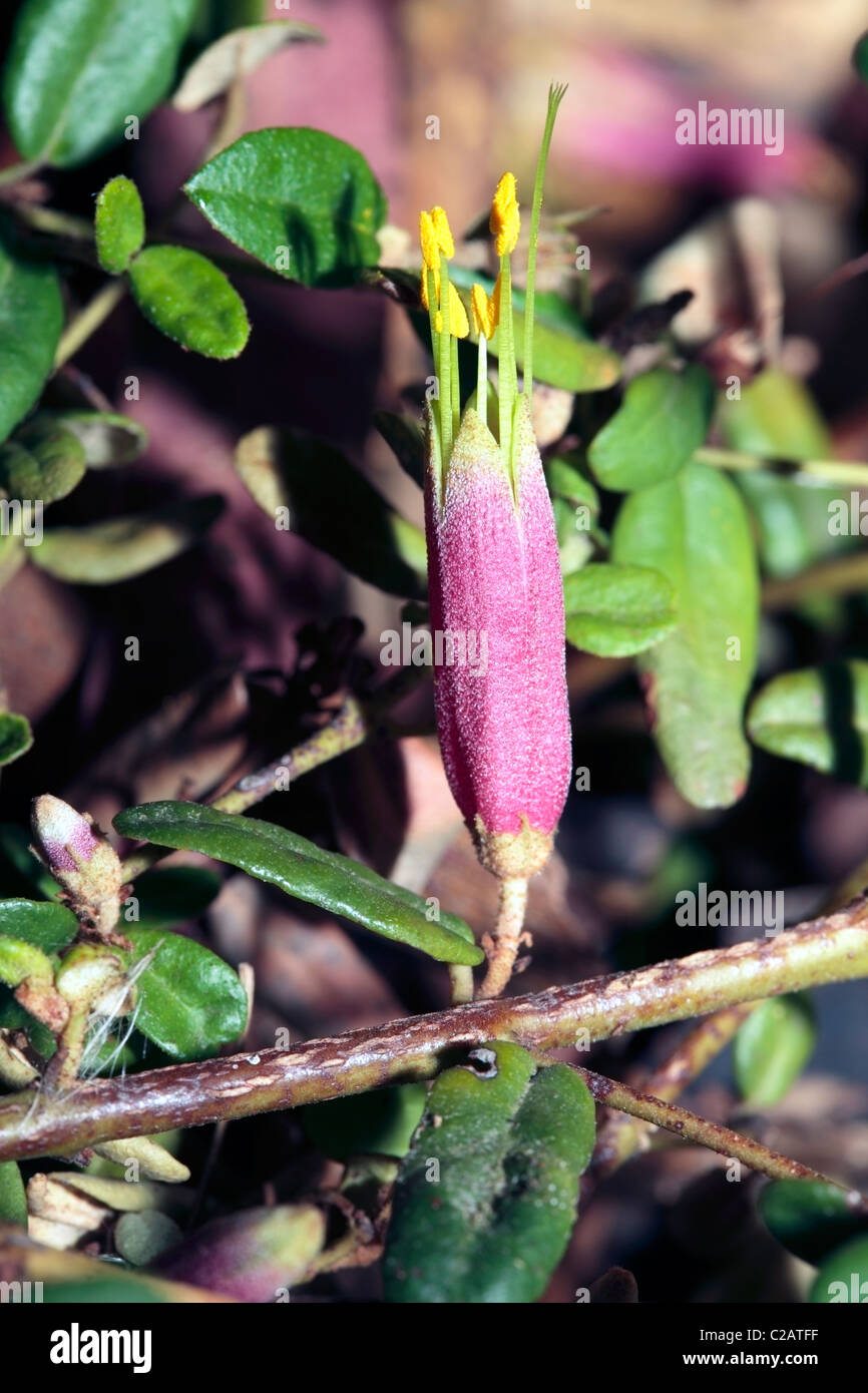 Mountain Correa x Common Correa- Correa lawrenceana x Correa reflexa ...