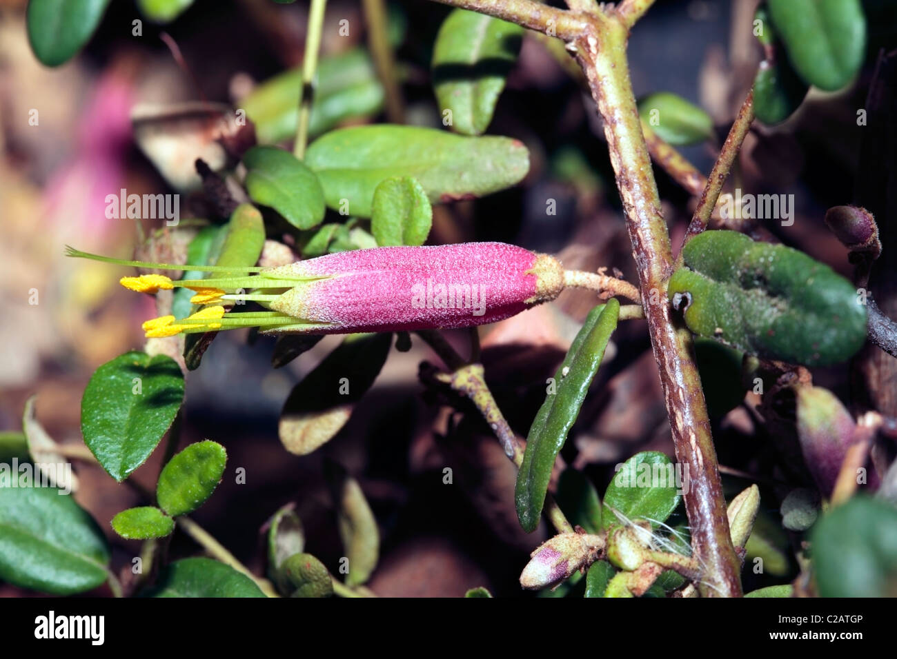 Mountain Correa x Common Correa- Correa lawrenceana x Correa reflexa ...