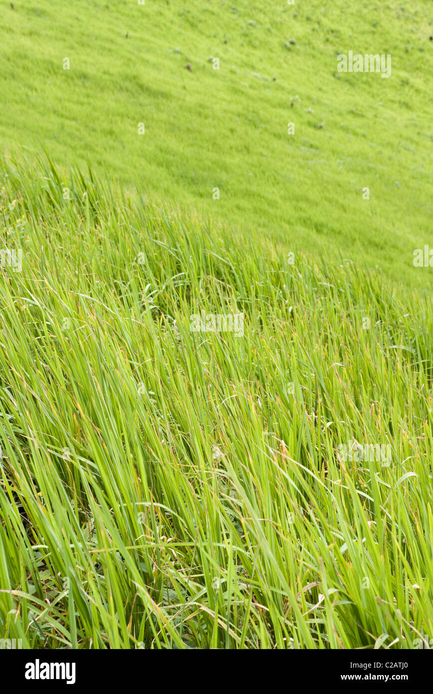 Tall grass swaying in wind Stock Photo - Alamy