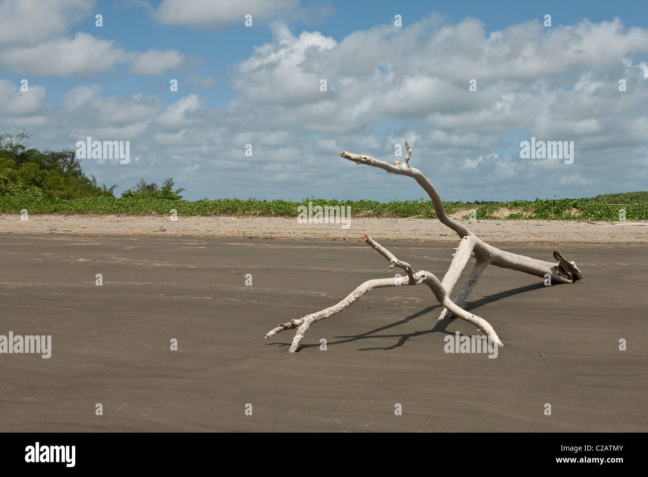 Driftwood on beach Stock Photo - Alamy
