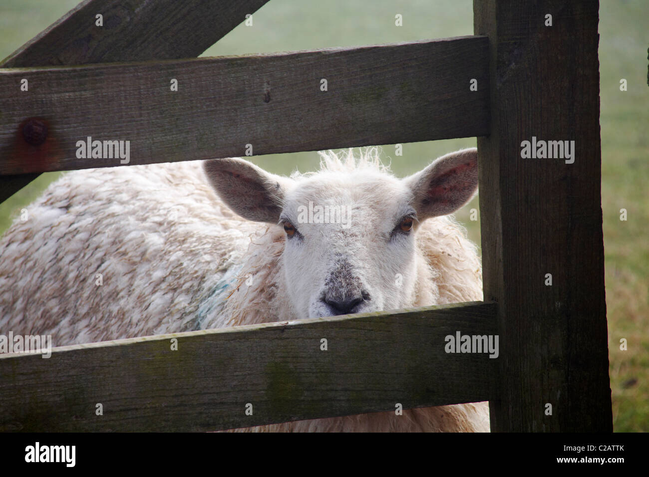 Woolly sheep looking through wooden gate on Lundy Island, Devon ...