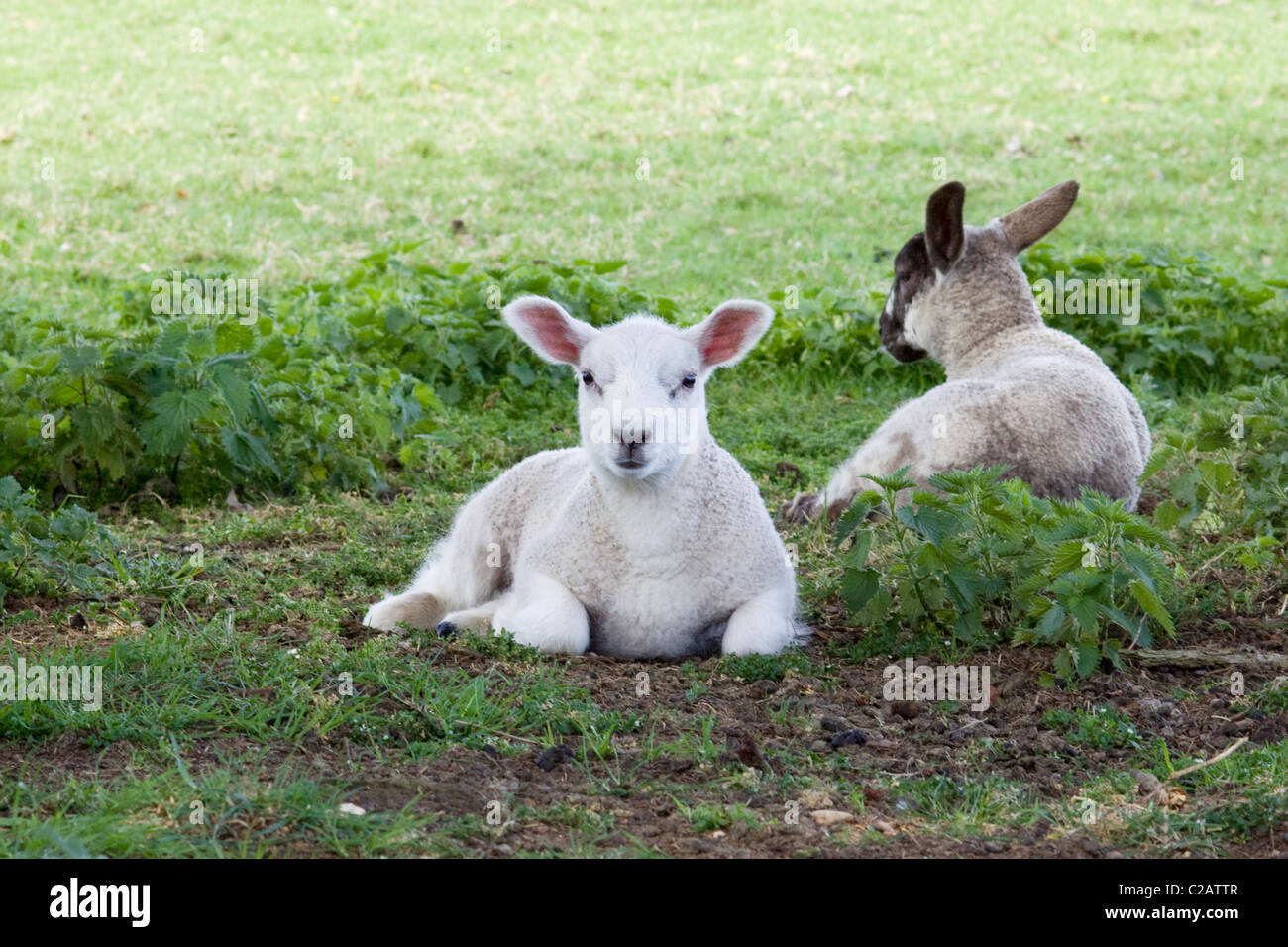 Lambs relaxing in the sun in a meadow Stock Photo - Alamy
