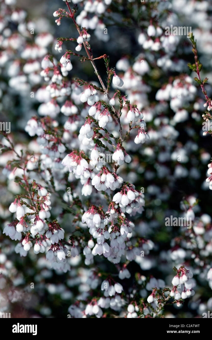 Heaths ericas hi-res stock photography and images - Alamy