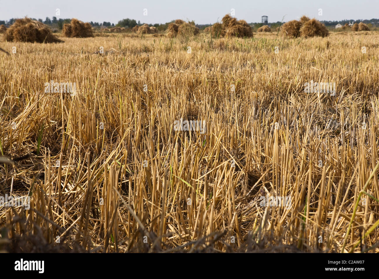 Wheats backgrounds hi-res stock photography and images - Alamy