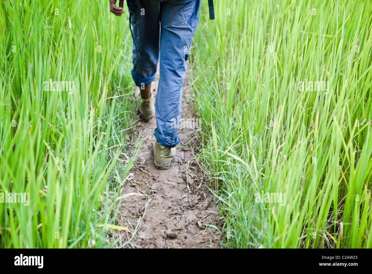 Person walking through tall grass, low section, rear view Stock Photo ...