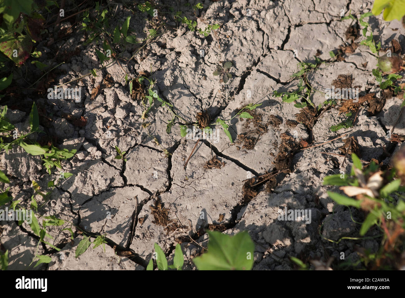 Dry, cracked mud Stock Photo - Alamy