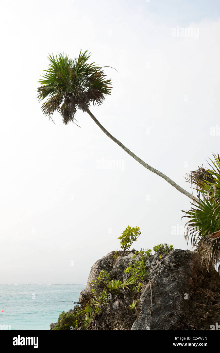 Mexico, Yucatan State, palm tree in Tulum Stock Photo - Alamy