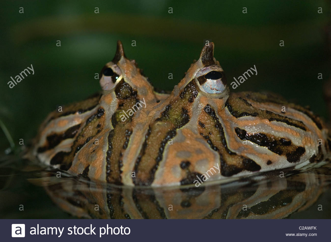 Ceratophrys Cornuta Stock Photos & Ceratophrys Cornuta Stock Images - Alamy