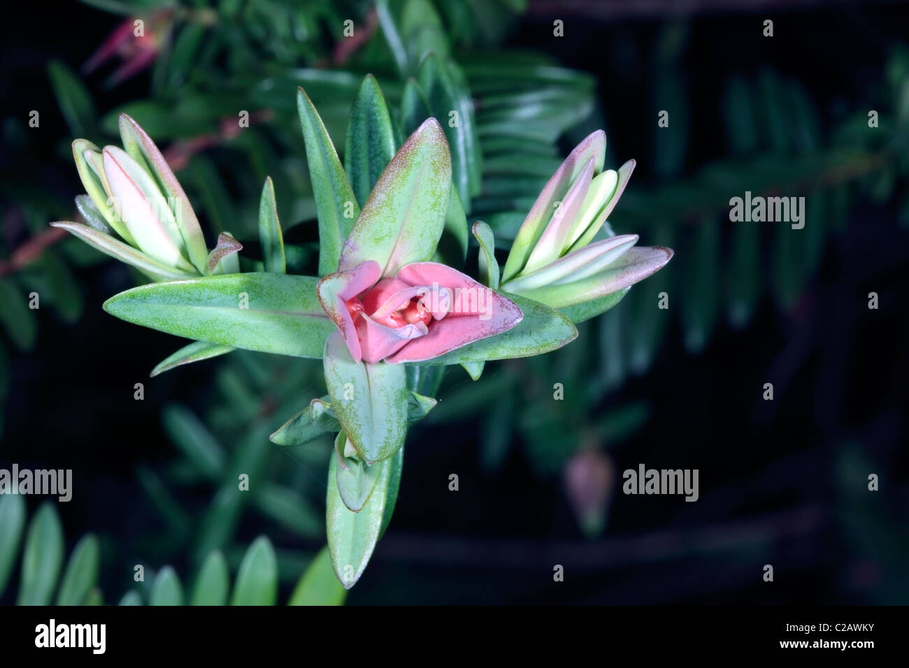 Lemon-scented Darwinia- Darwinia citriodora- Family Myrtaceae Stock ...