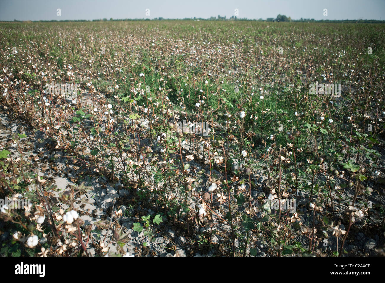 Cotton field, Uzbekistan Stock Photo - Alamy