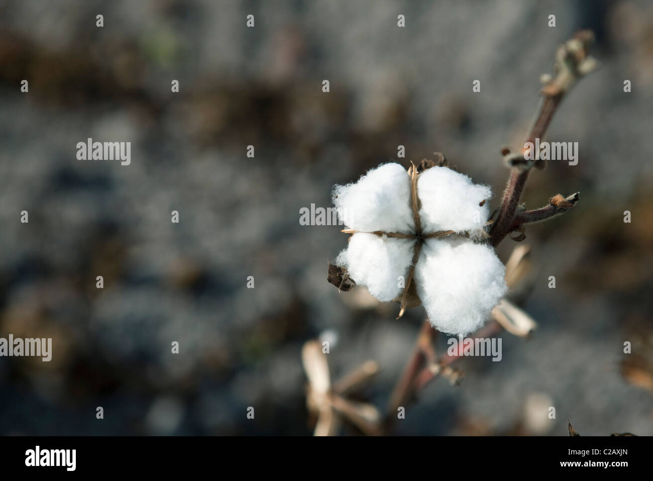 Cotton boll ready for picking Stock Photo - Alamy