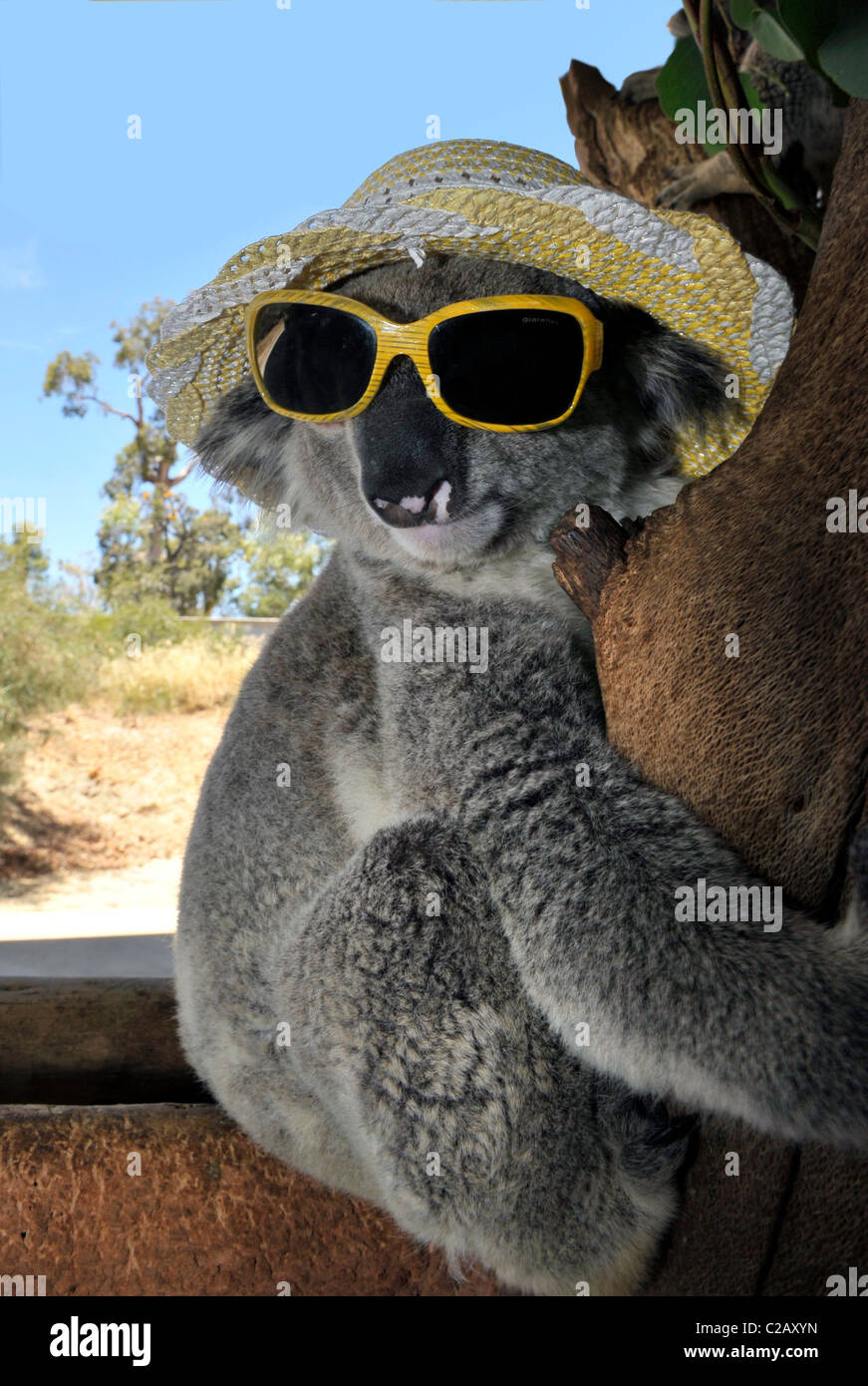Cool Koala High Resolution Stock Photography and Images - Alamy