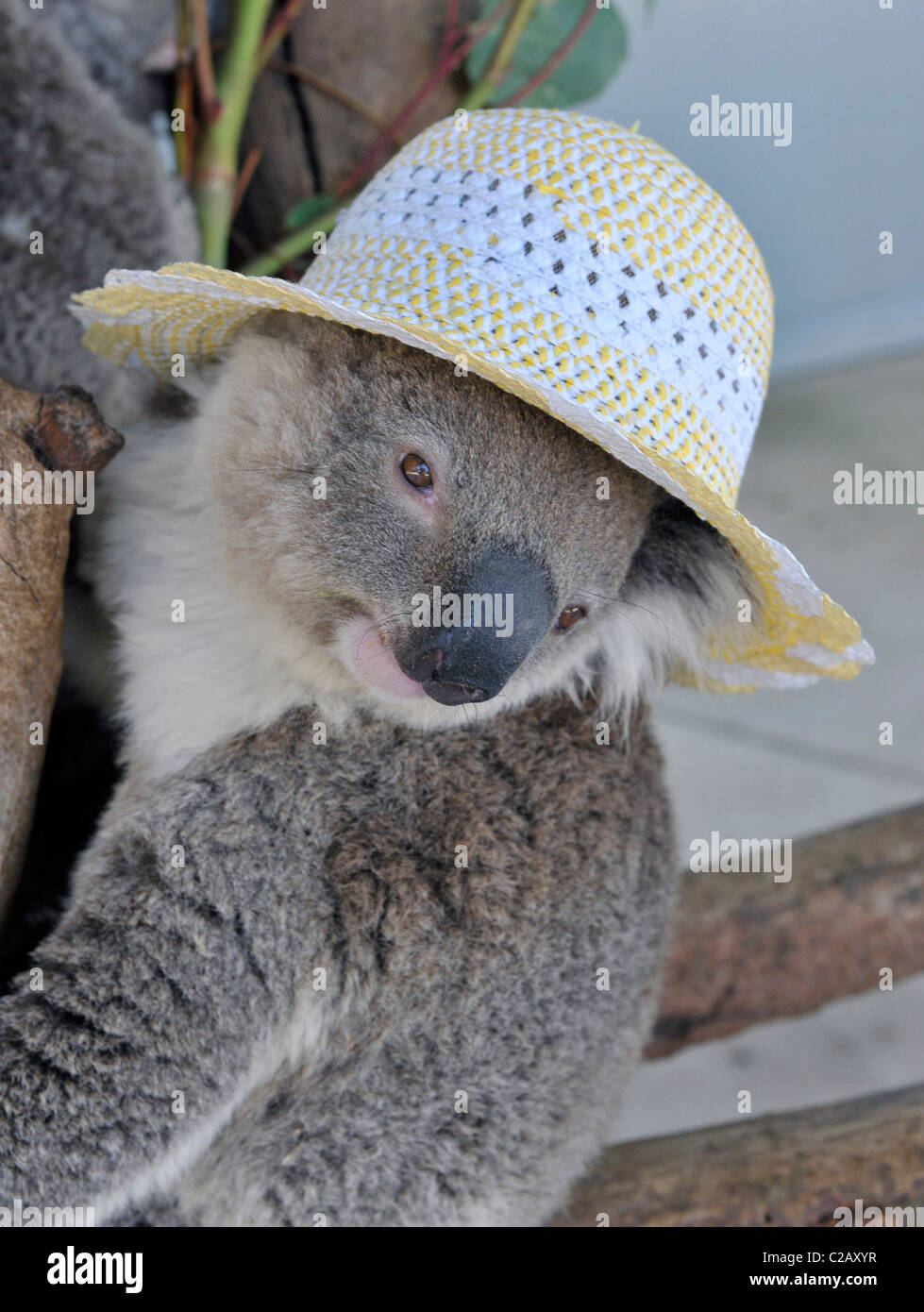 Cool Koala High Resolution Stock Photography and Images - Alamy