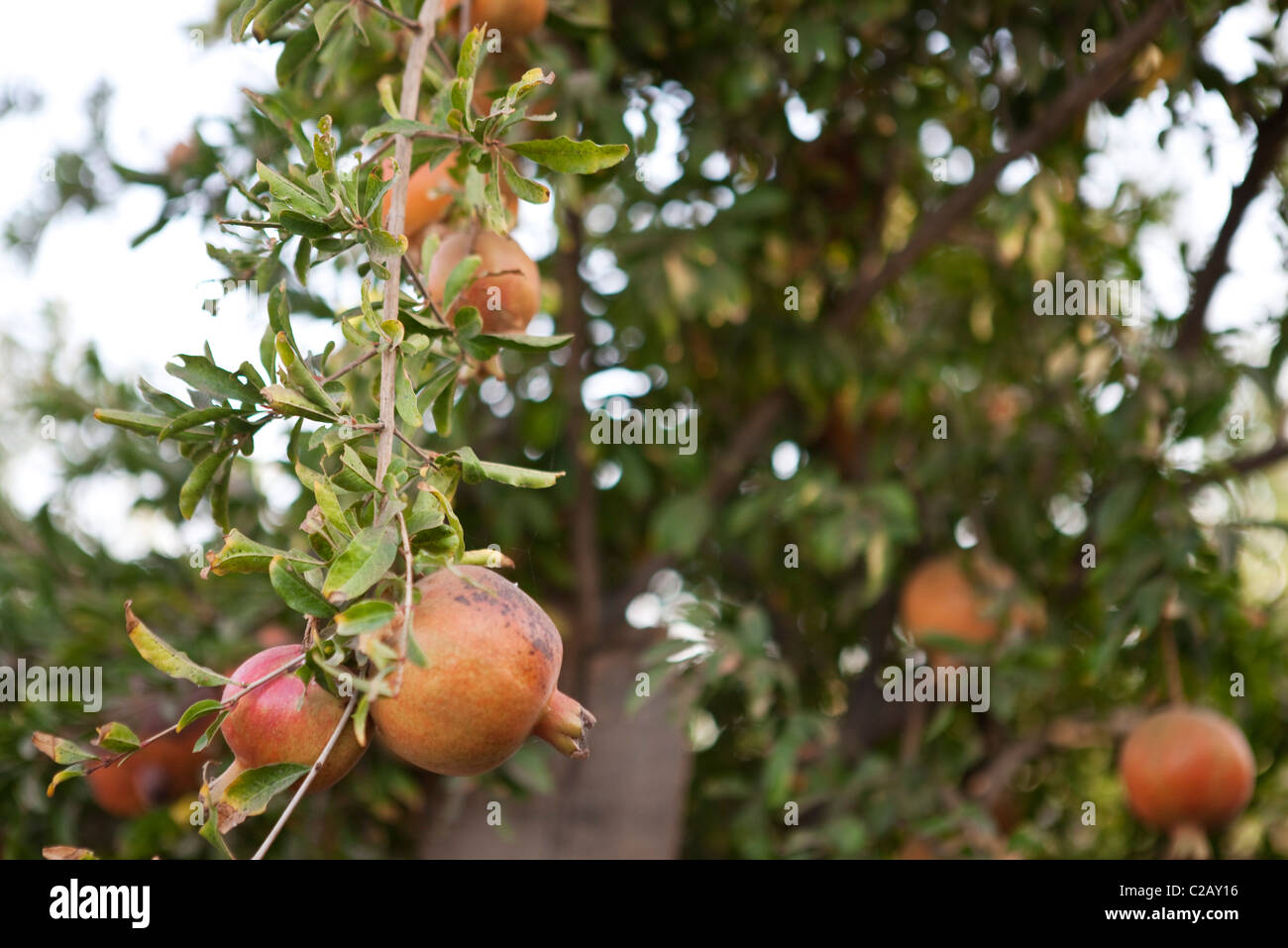 Pomegranates growing on tree Stock Photo - Alamy