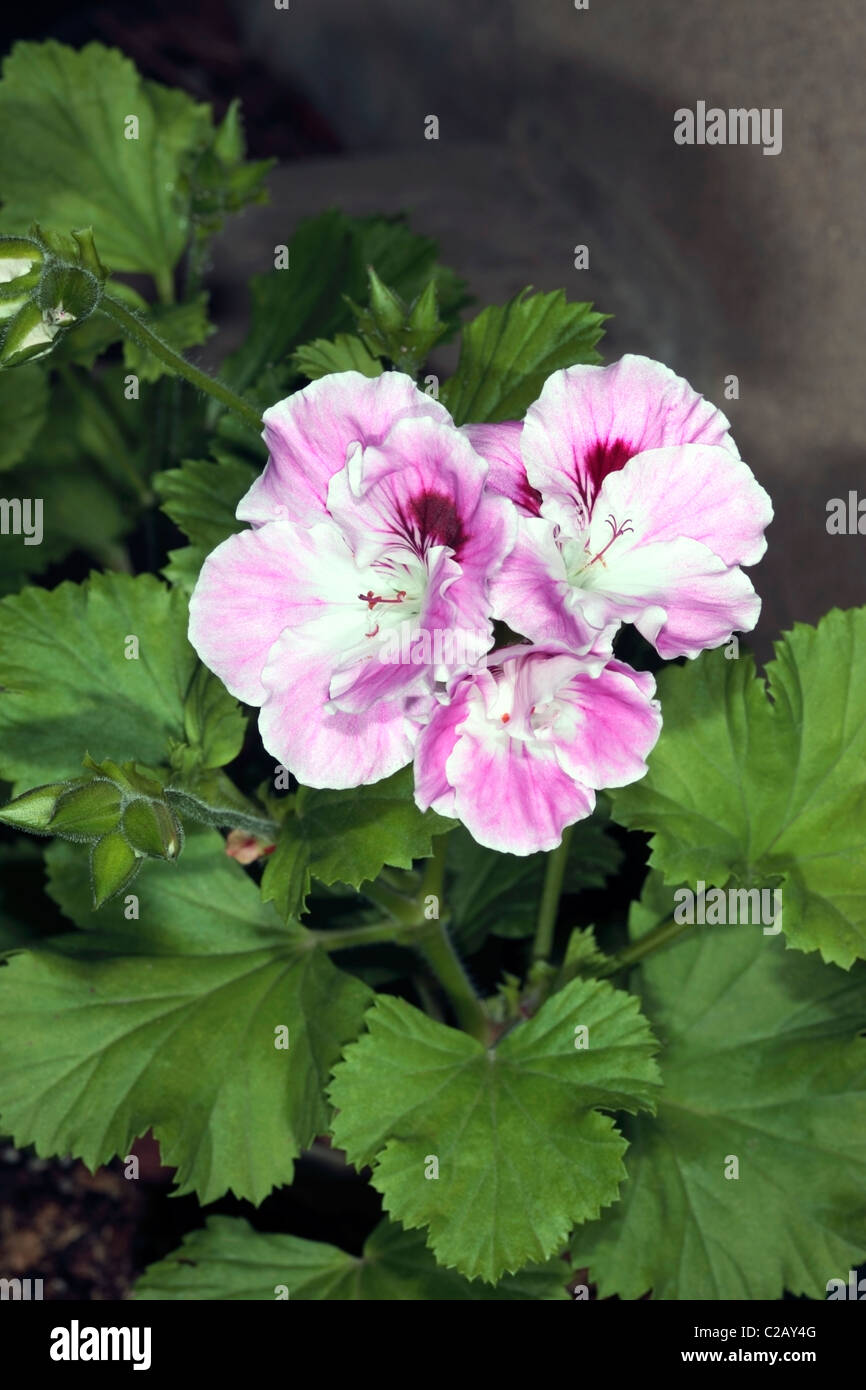 Geranium geraniums hybrid hybrids hi-res stock photography and images - Alamy