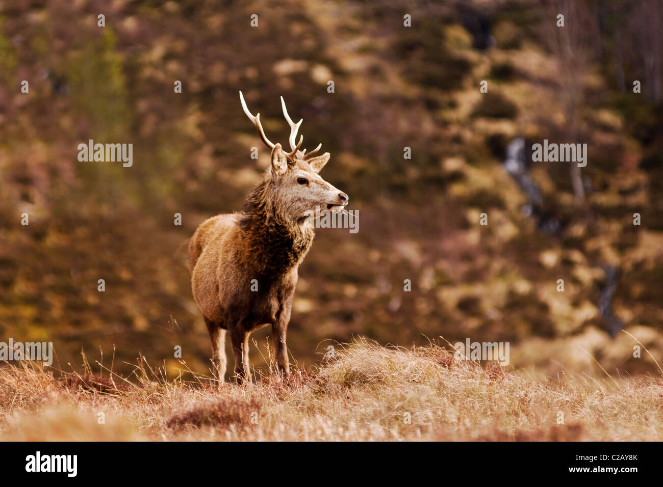 Mullardoch scotland hi-res stock photography and images - Alamy