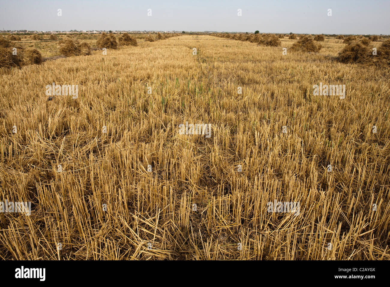 The weatfield hi-res stock photography and images - Alamy