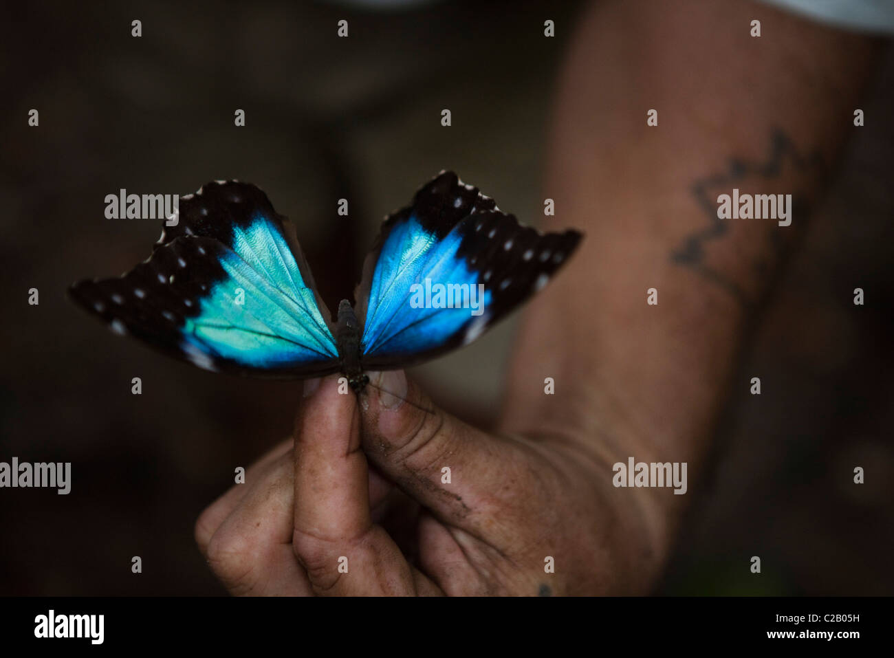 Amazon butterfly hi-res stock photography and images - Alamy