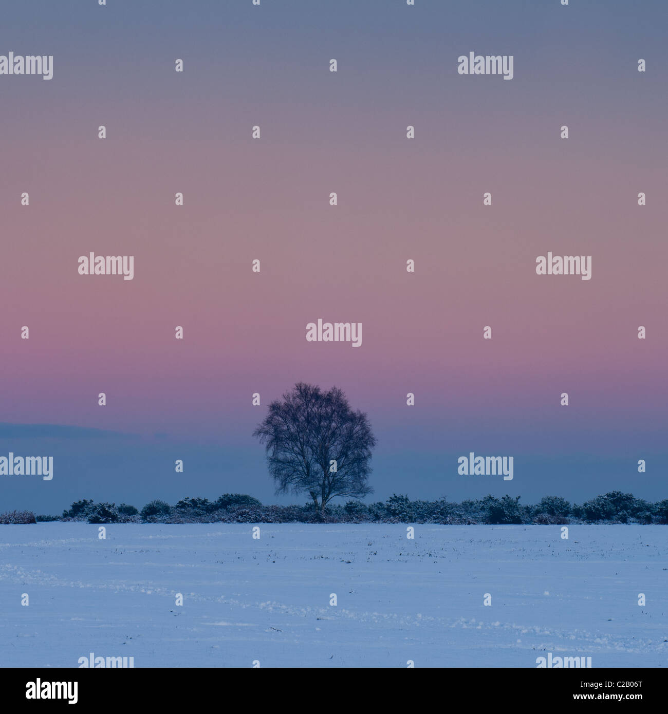 Lone tree new forest hampshire hi-res stock photography and images - Alamy