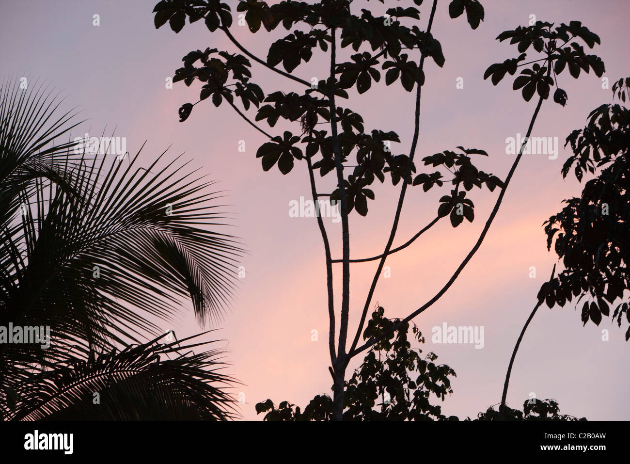 Silhouette of trees during sunset Stock Photo - Alamy