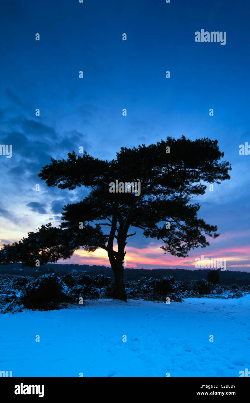 Night snow storm park hi-res stock photography and images - Alamy