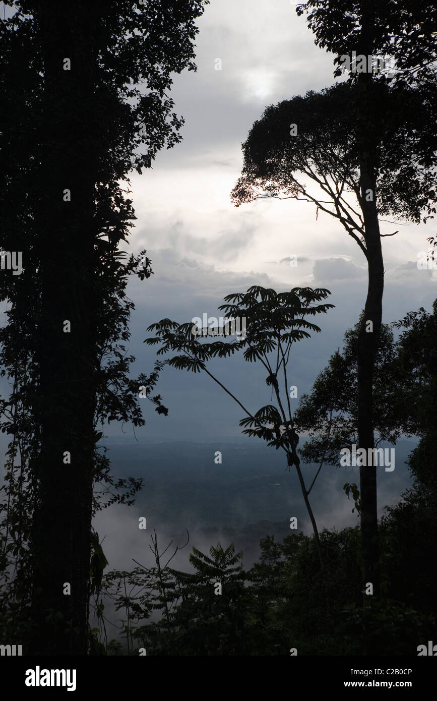 Amapa tree hi-res stock photography and images - Alamy