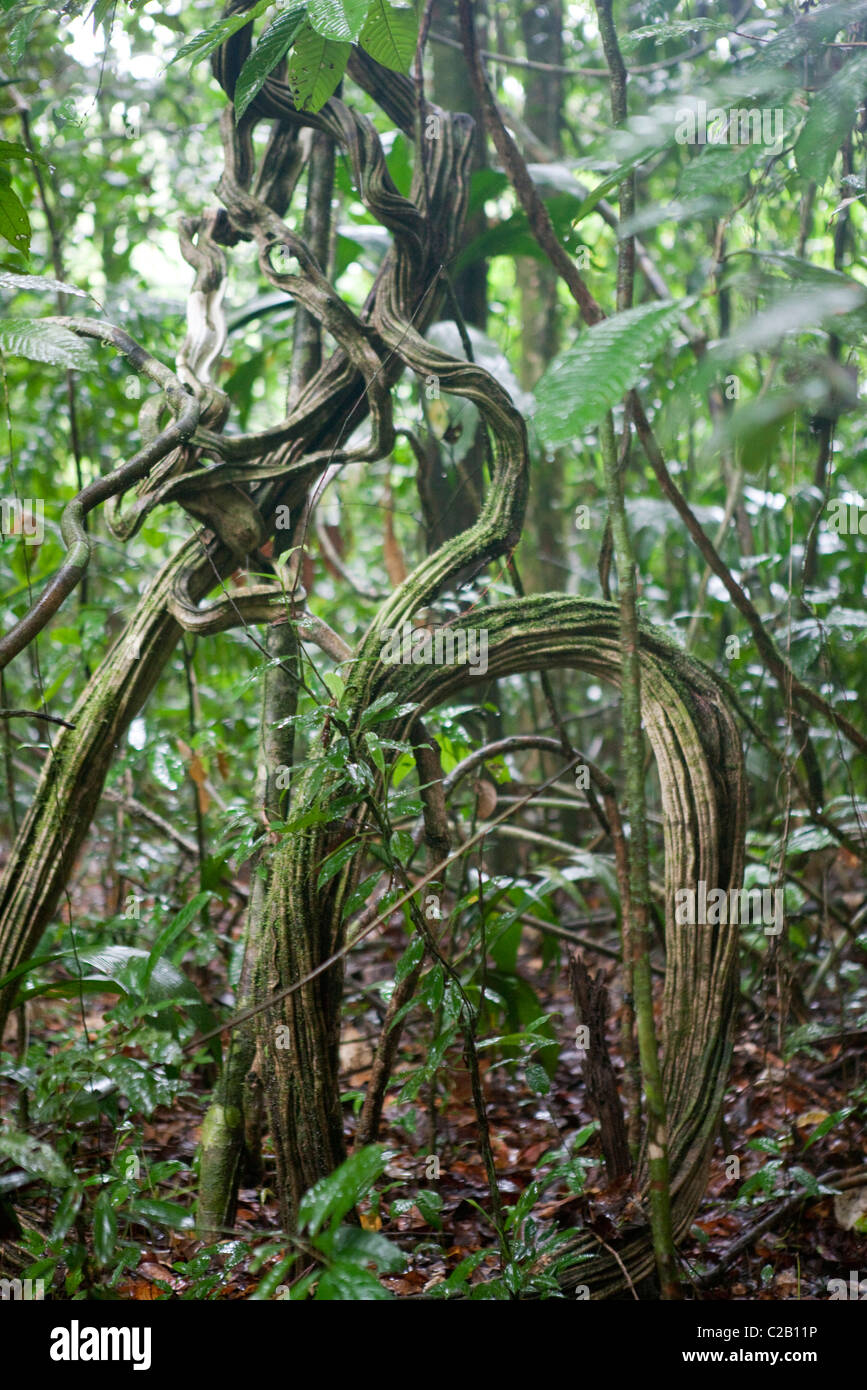 South America, buttress root in Amazon rainforest Stock Photo - Alamy