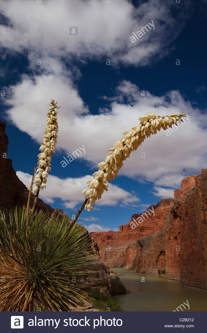 Soap tree yucca, Yucca elata, on the banks of the Colorado River Stock ...