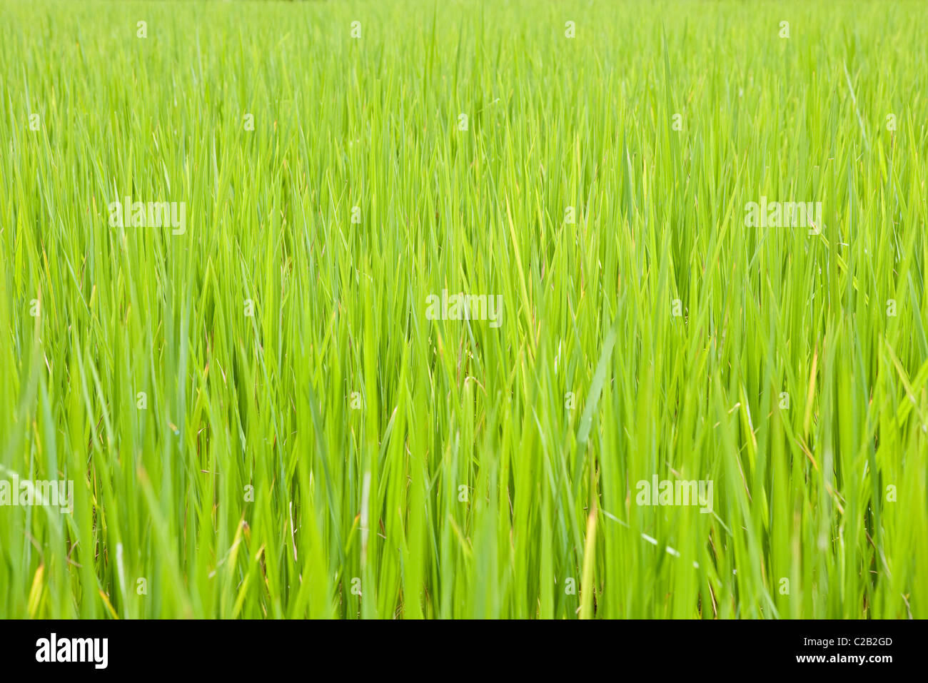 Tall green grasses frame hi-res stock photography and images - Alamy