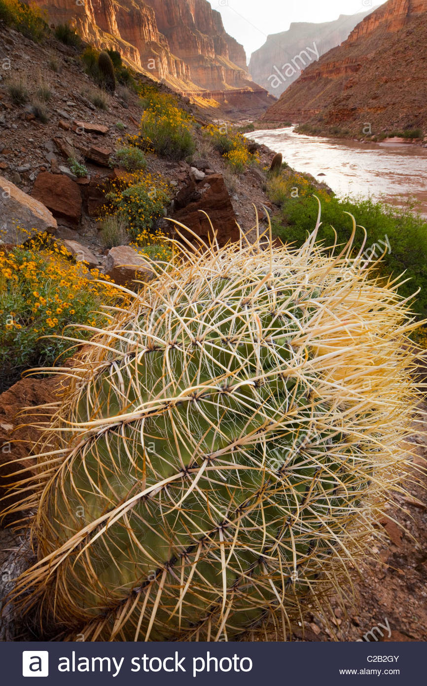 Close up of a California barrel cactus, Ferocactus cylindraceus Stock ...