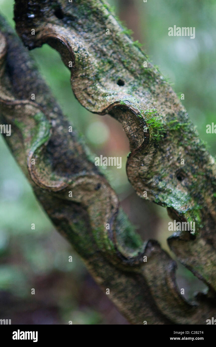 Tropical tree hi-res stock photography and images - Alamy