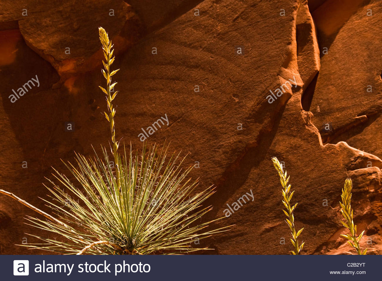 A soap tree yucca plant grows on the banks of the Colorado River Stock ...