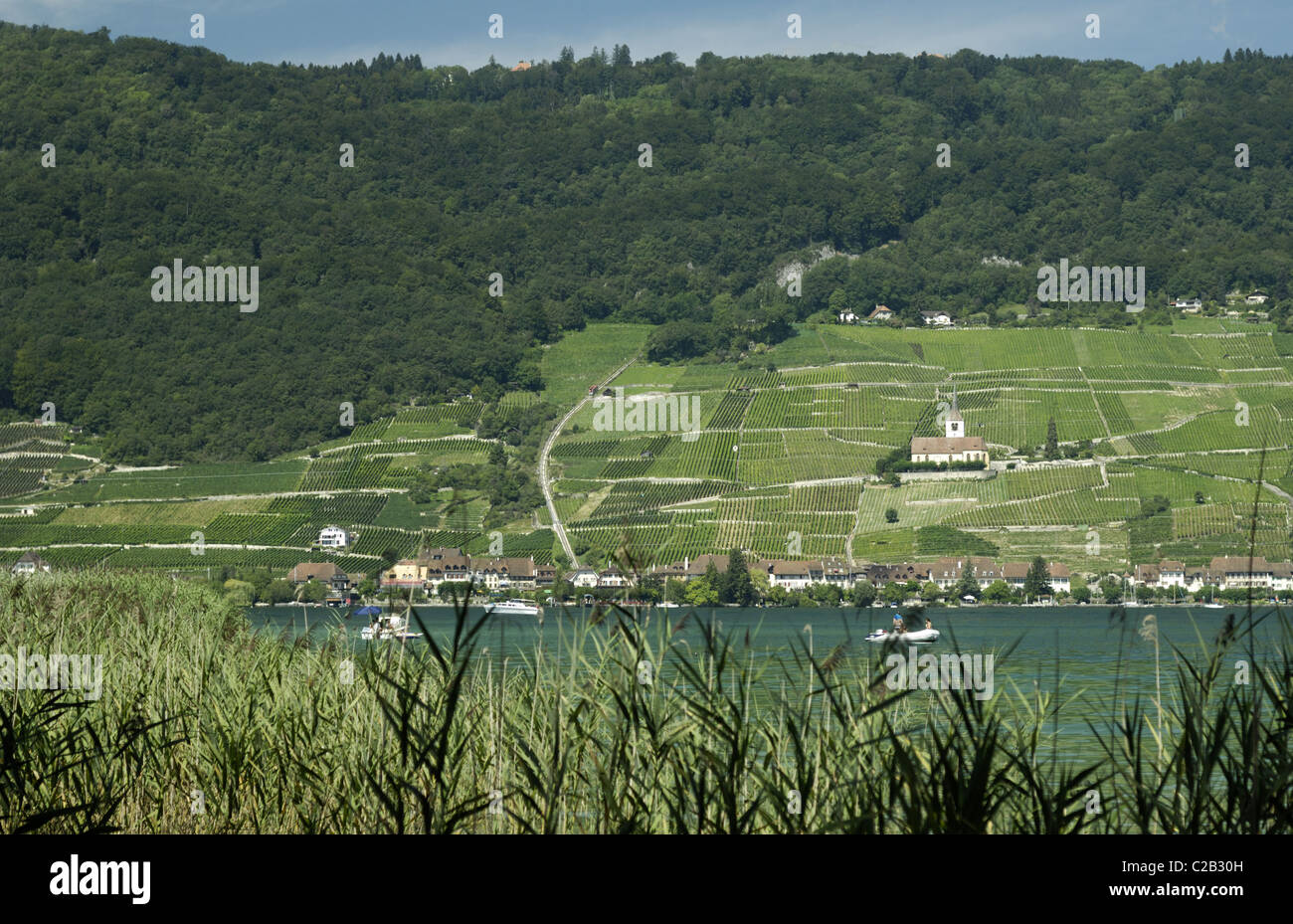 Ligerz High Resolution Stock Photography and Images - Alamy