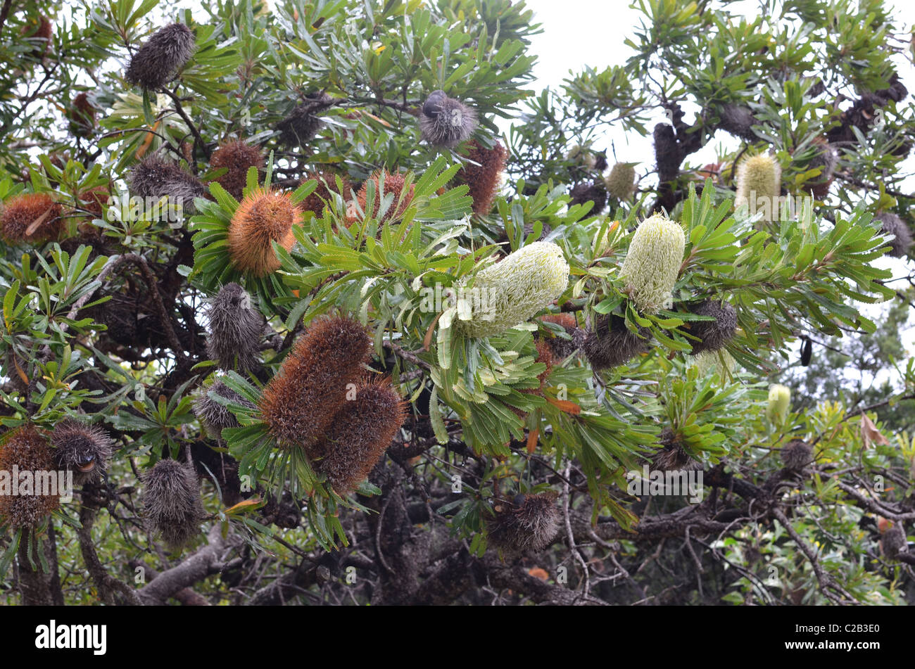 Banksia Integrifolia tree Stock Photo - Alamy