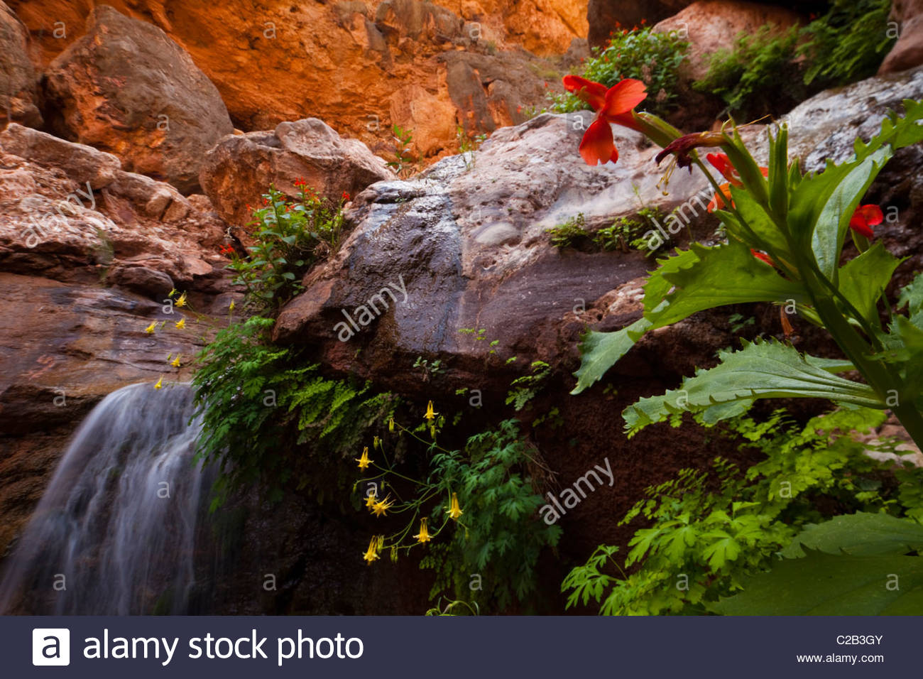 Crimson monkey and yellow columbine grow on rocks near a waterfall ...