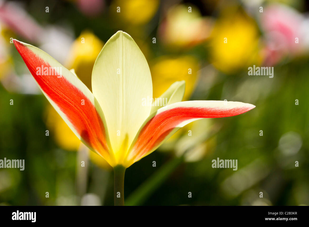 Open tulip hi-res stock photography and images - Alamy