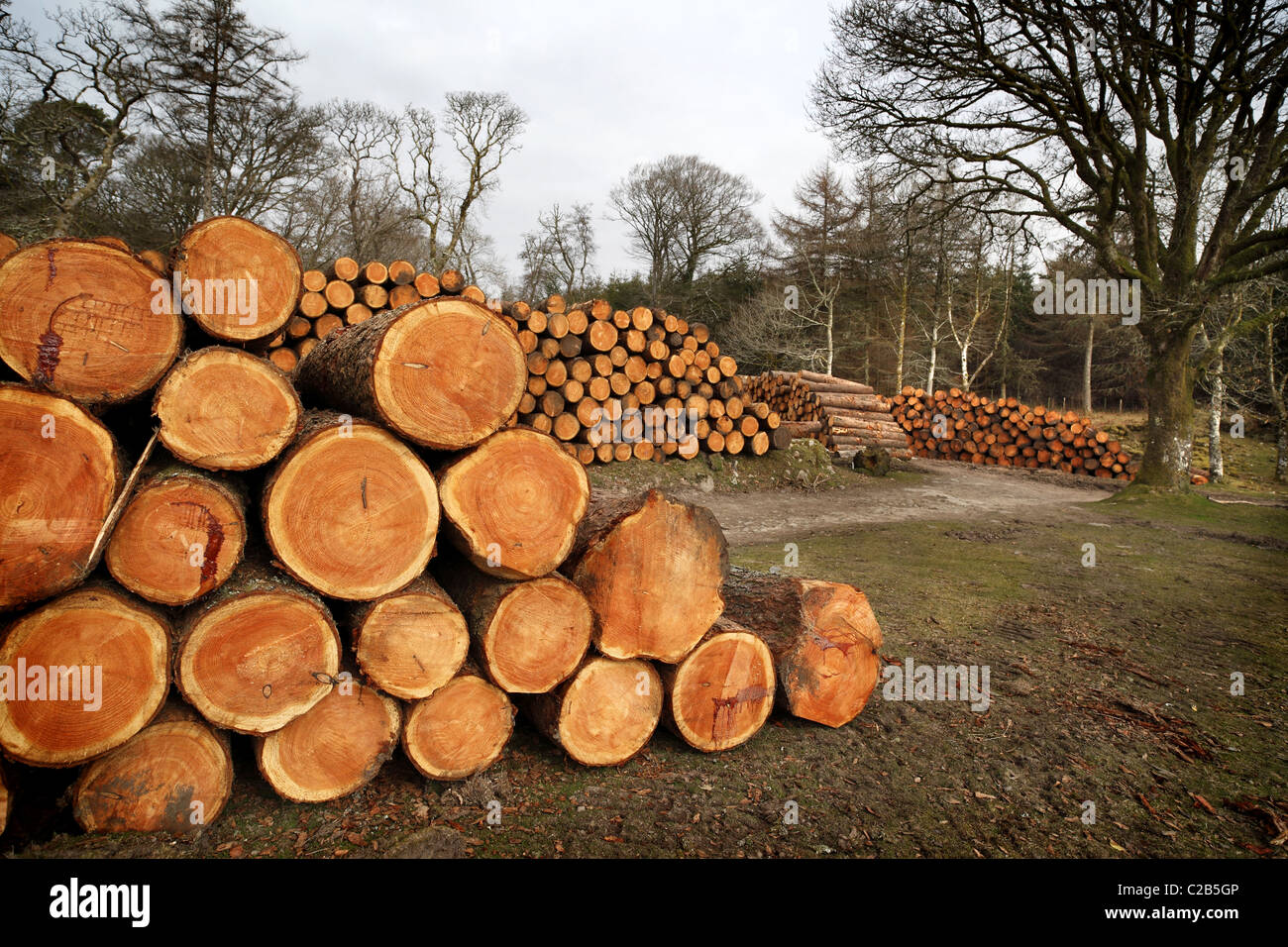 Stacked sawn timber Stock Photo - Alamy