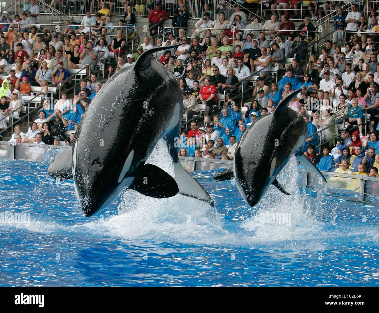 The Killer Whales performing tricks at Seaworld Florida Orlando ...
