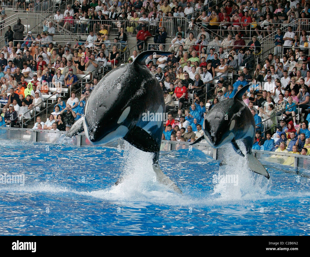The Killer Whales performing tricks at Seaworld Florida Orlando ...