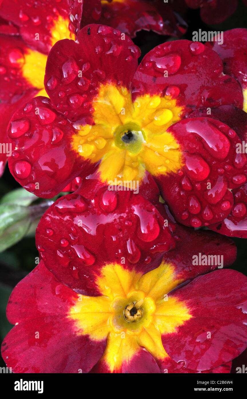 Red primula flowers covered in droplets of morning dew UK Stock Photo ...