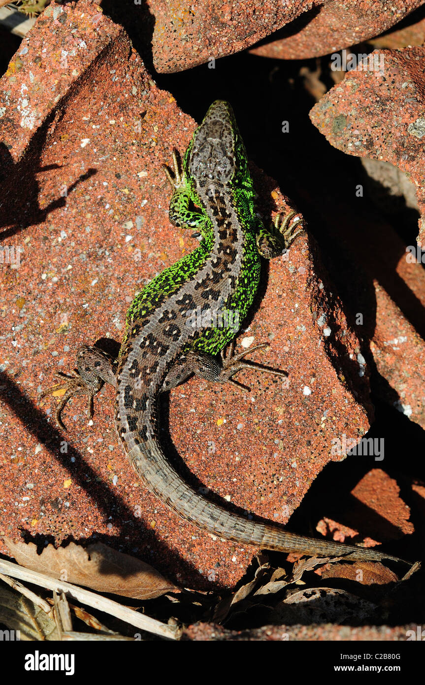 A beautiful sand lizard (Lacerta agilis) basking on some tiles in the ...