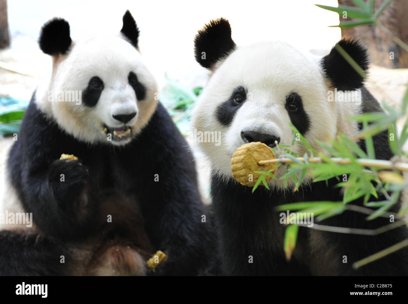 Giant pandas eat mooncakes at the Xiangjiang Safari Park in Guangzhou ...