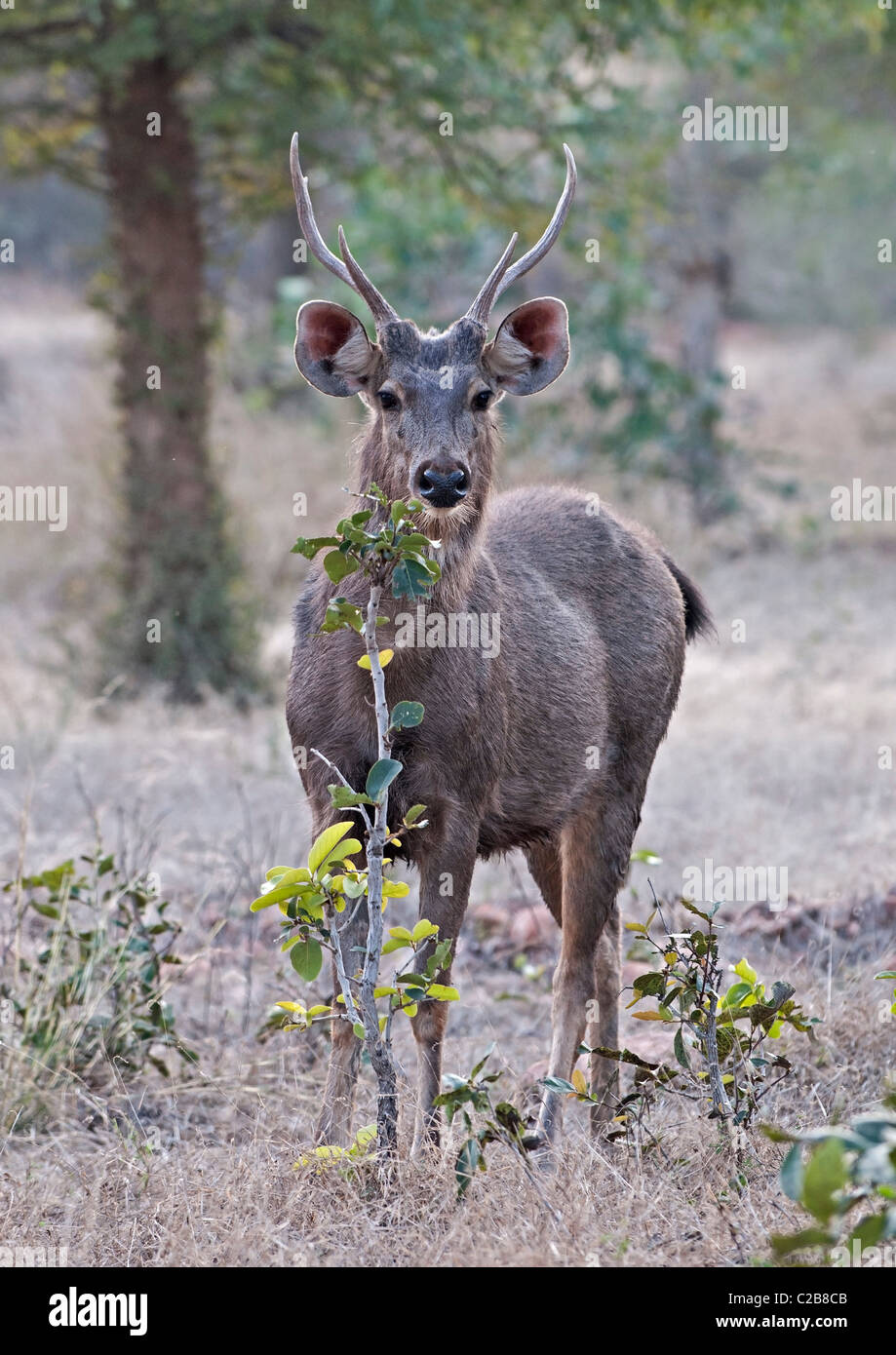 Samba deer india hi-res stock photography and images - Alamy