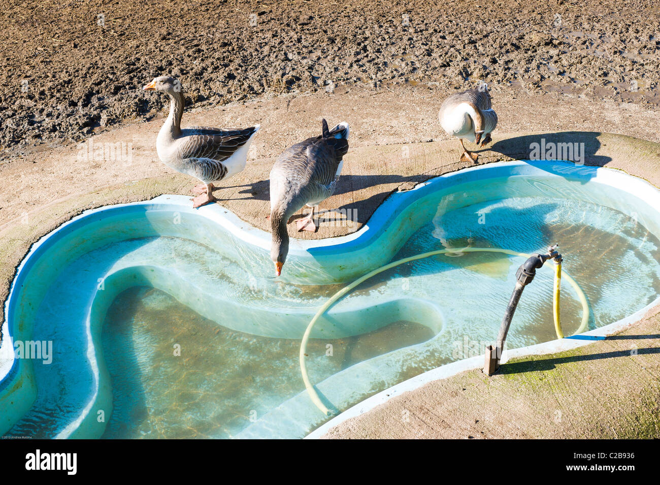 Farm livestock drinking water hi-res stock photography and images - Alamy
