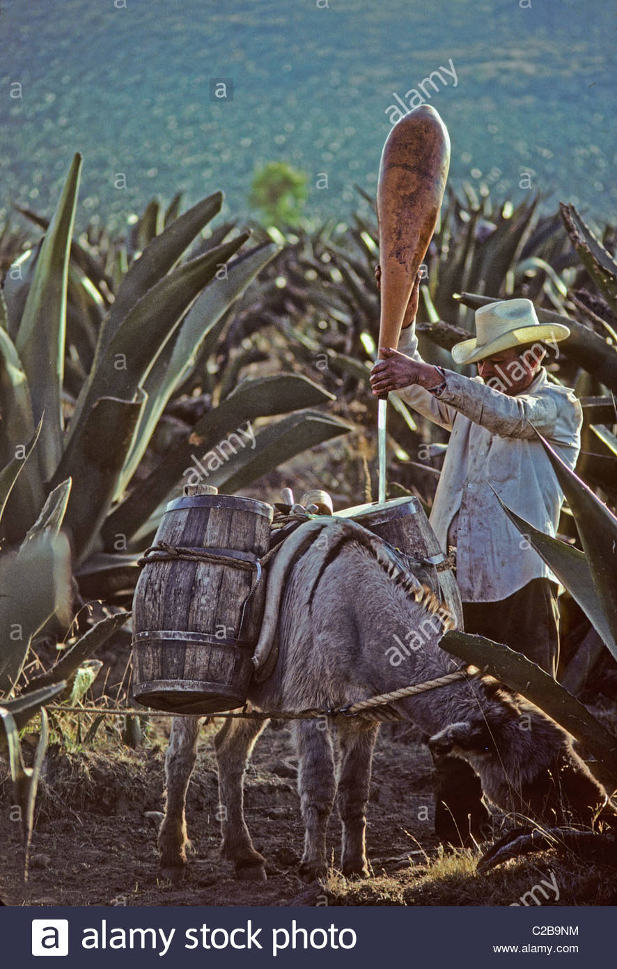 Pulque Agave Stock Photos & Pulque Agave Stock Images - Alamy
