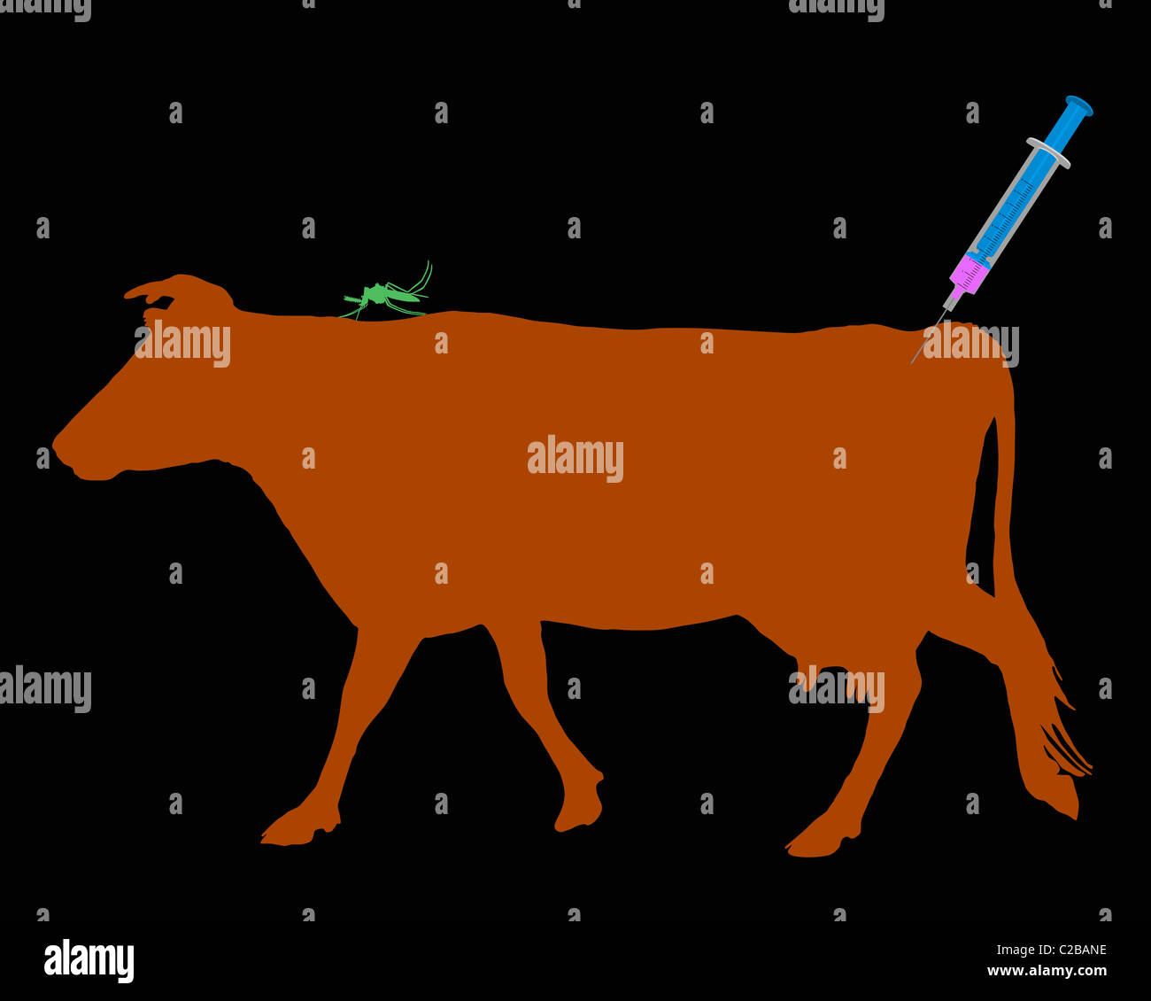 Cow gets an immunization against a disease of mosquito bites Stock ...