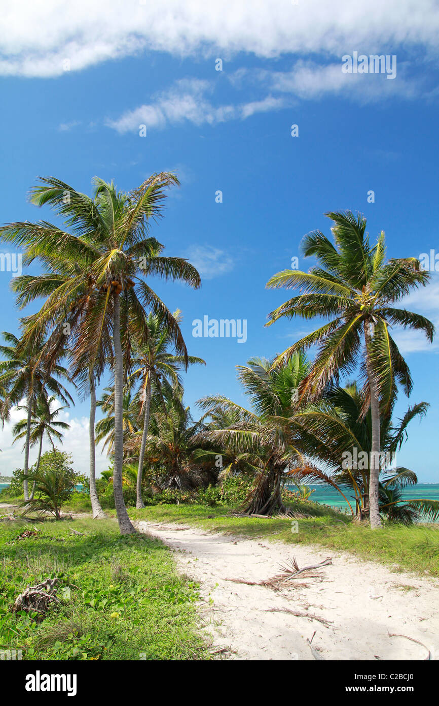 Coast atlantic ocean caribbean palm hi-res stock photography and images ...