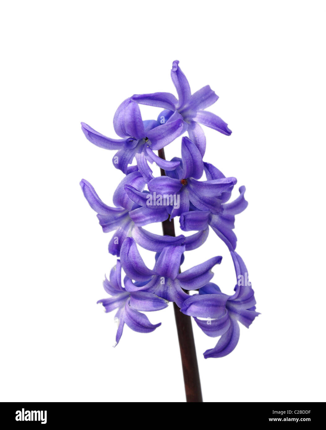 Hyacinth orientalis Cut Out Stock Images & Pictures - Alamy