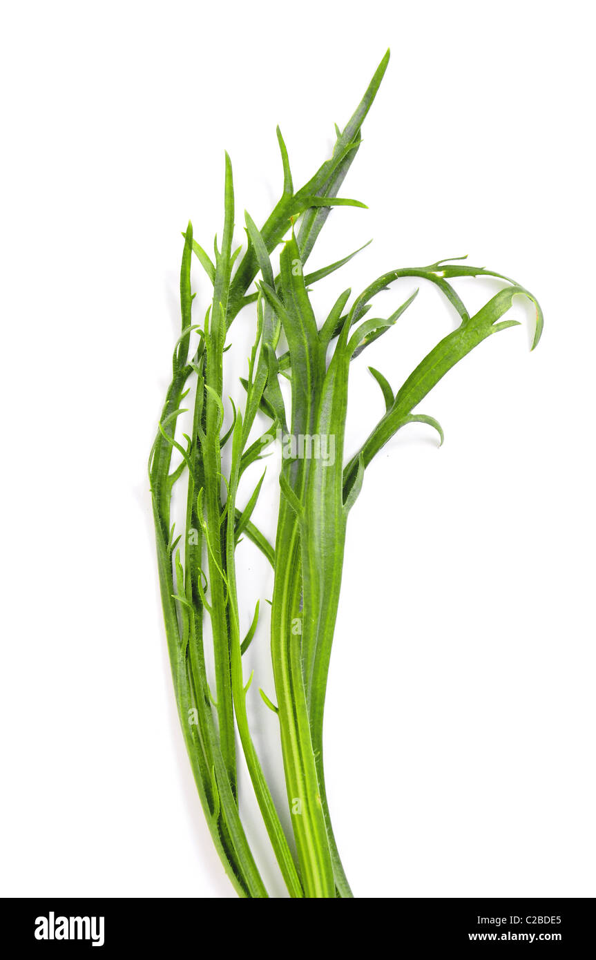 Minutina (Plantago coronopus Stock Photo - Alamy