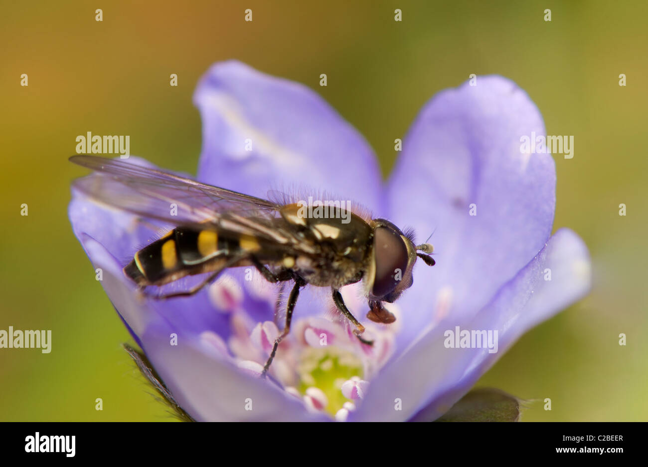 Melangyna hi-res stock photography and images - Alamy